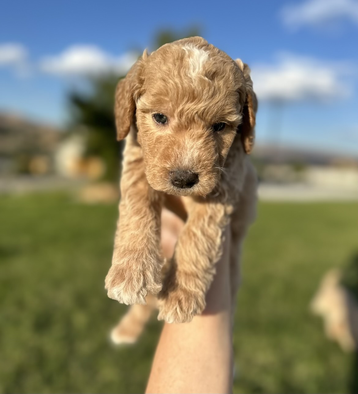 Mini Doodle Puppies in Olympia WA | Aussiedoodle, Cavapoo & Goldendoodle